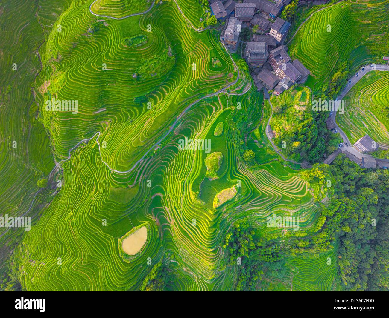 Top drone close up view on the Longji rice terraces in Guangxi province ...