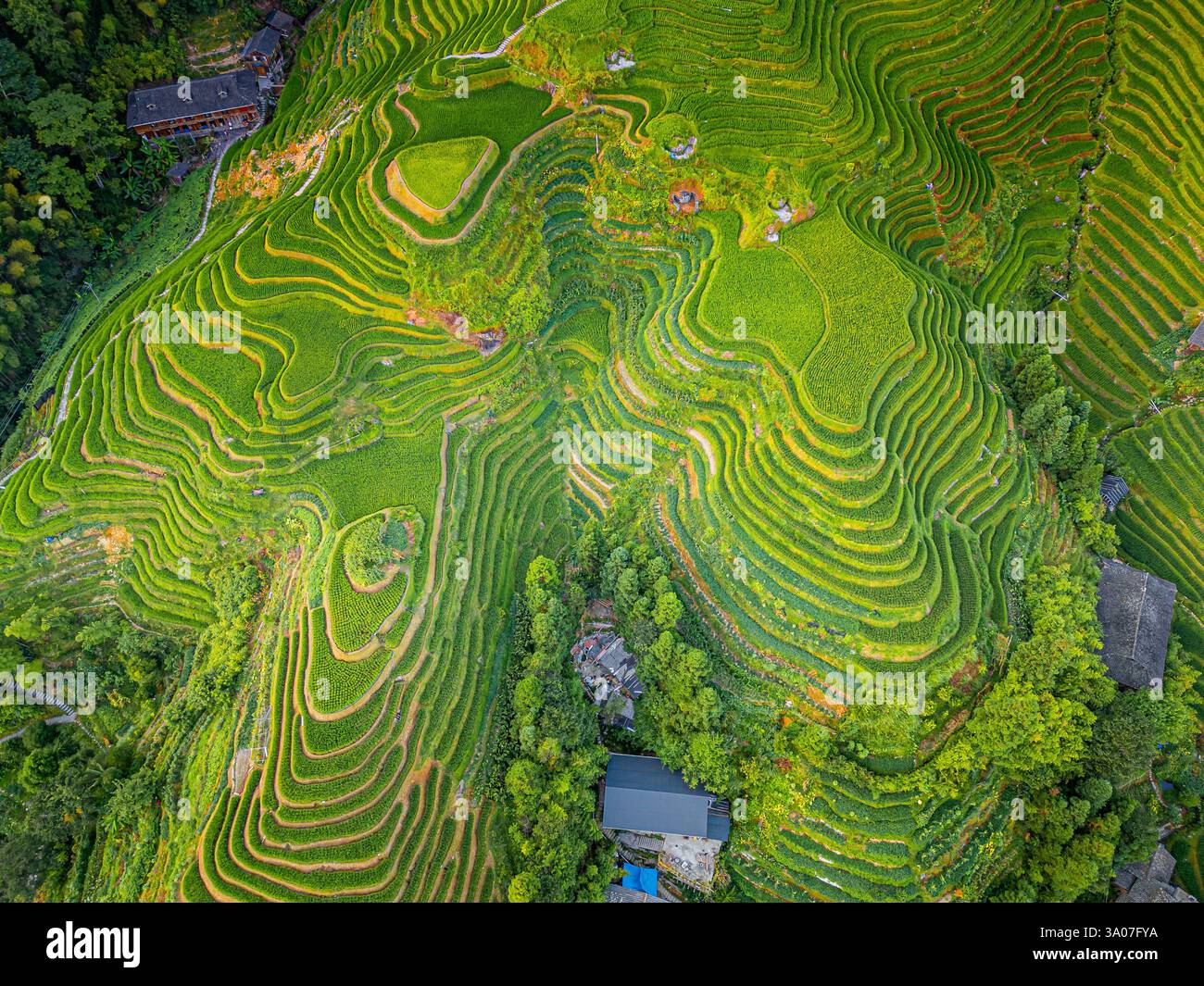 Aerial summer view of Longji Rice Terraces in China, lush green and ...