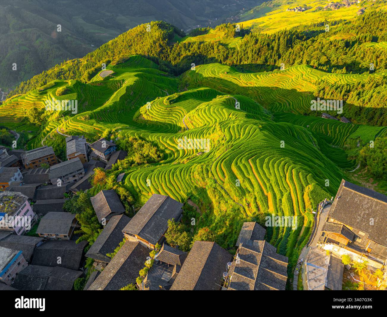 Wooden village houses and the lush green rice terraces lit by golden ...