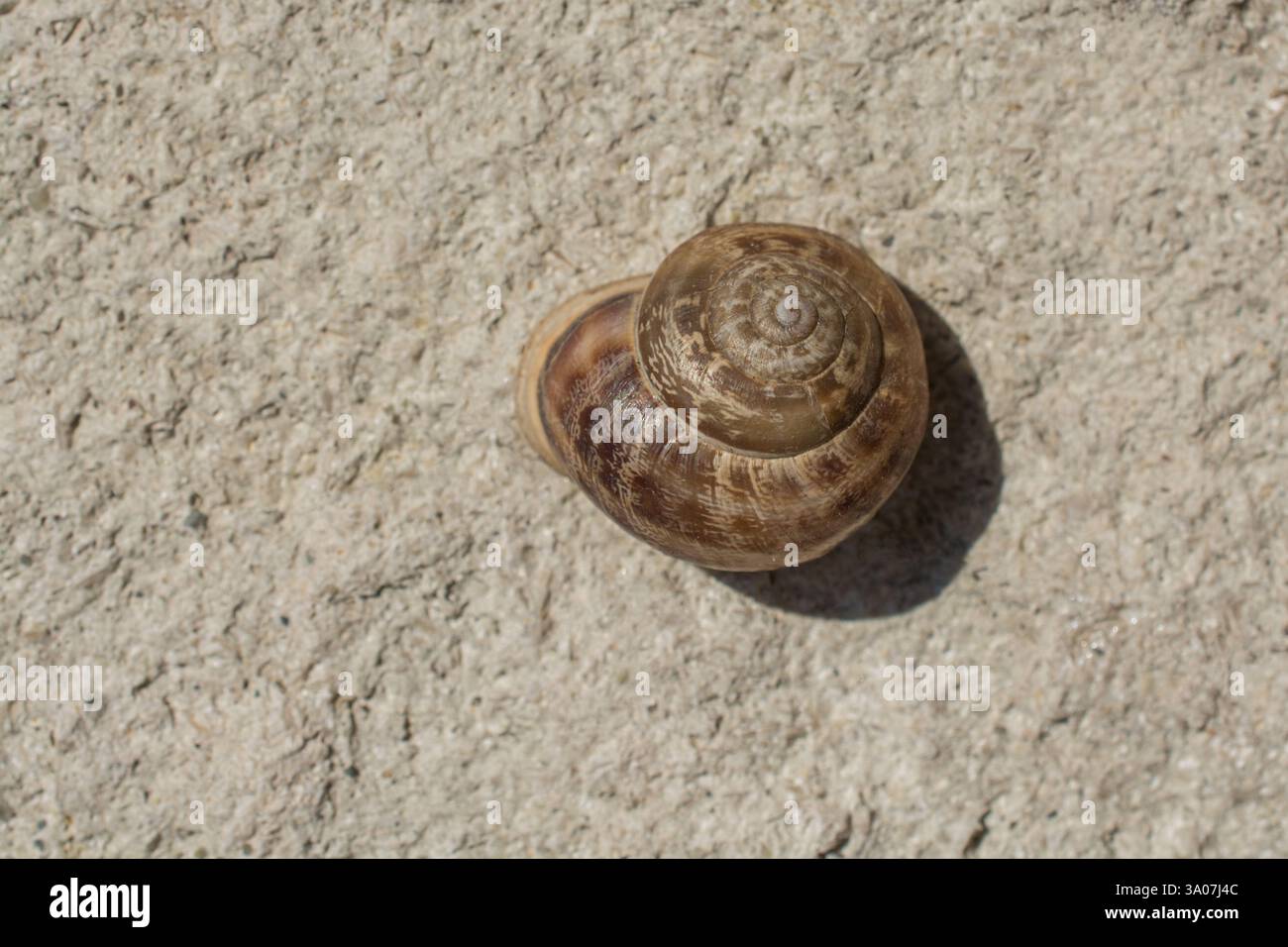 The snail slides up down the stony ground Stock Photo - Alamy