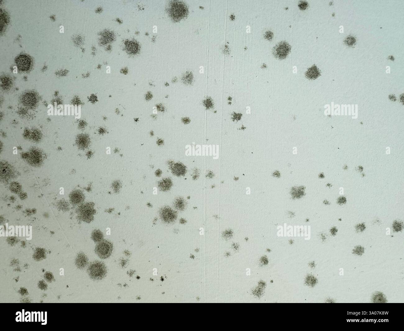 Mold growth on a wall in a damp environment during humid weather ...