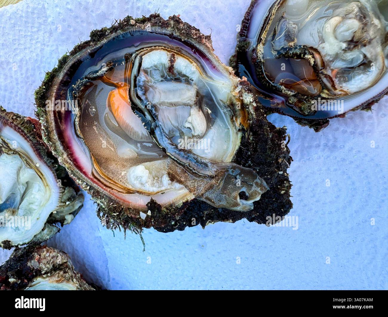Multiple freshly opened oysters with visible flesh and shells displayed ...