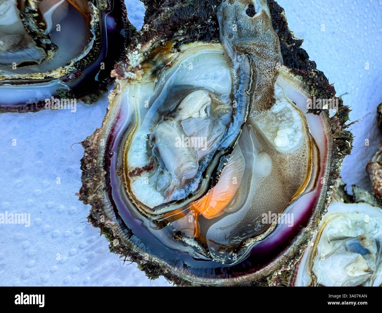 Raw oysters are presented on a table, showcasing their unique shells ...
