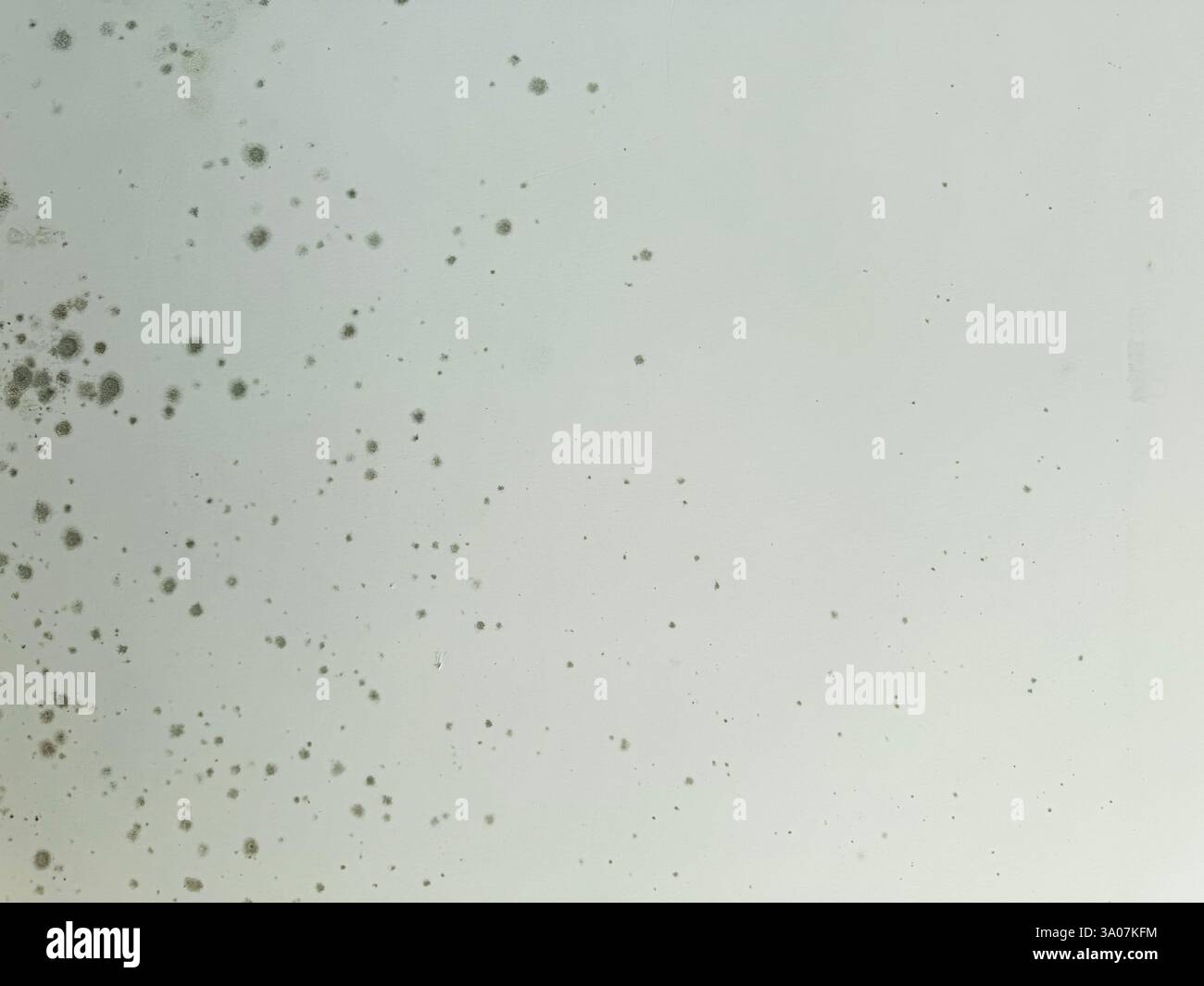 Detailed view of mold growth on a surface in a damp indoor environment ...