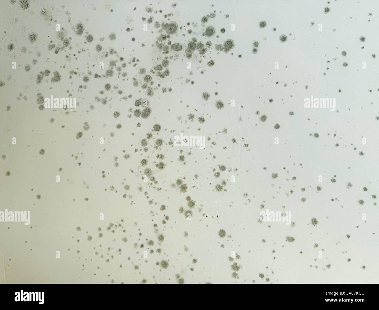 Mold growth on a damp wall in an indoor environment during daylight ...