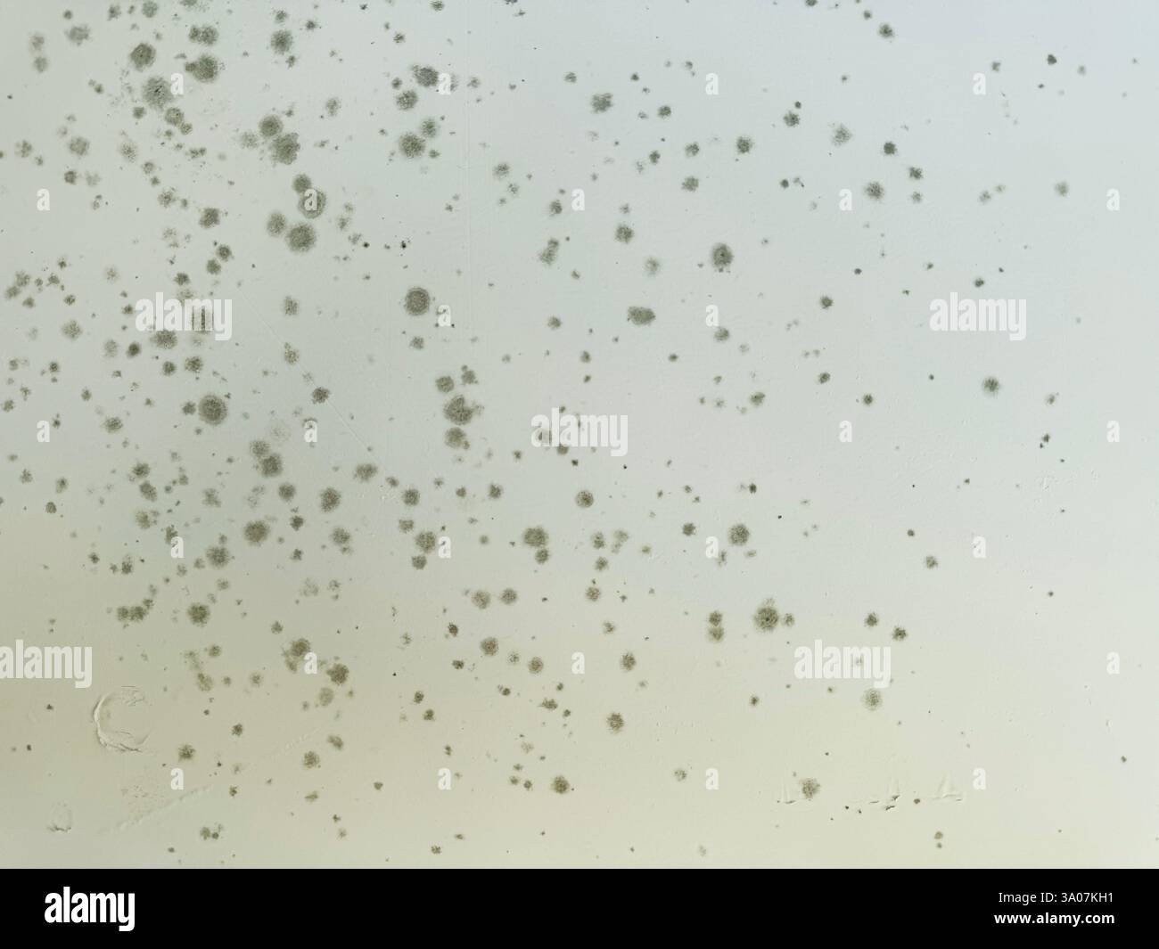 Mold growth patterns on a surface in a damp environment during humid ...