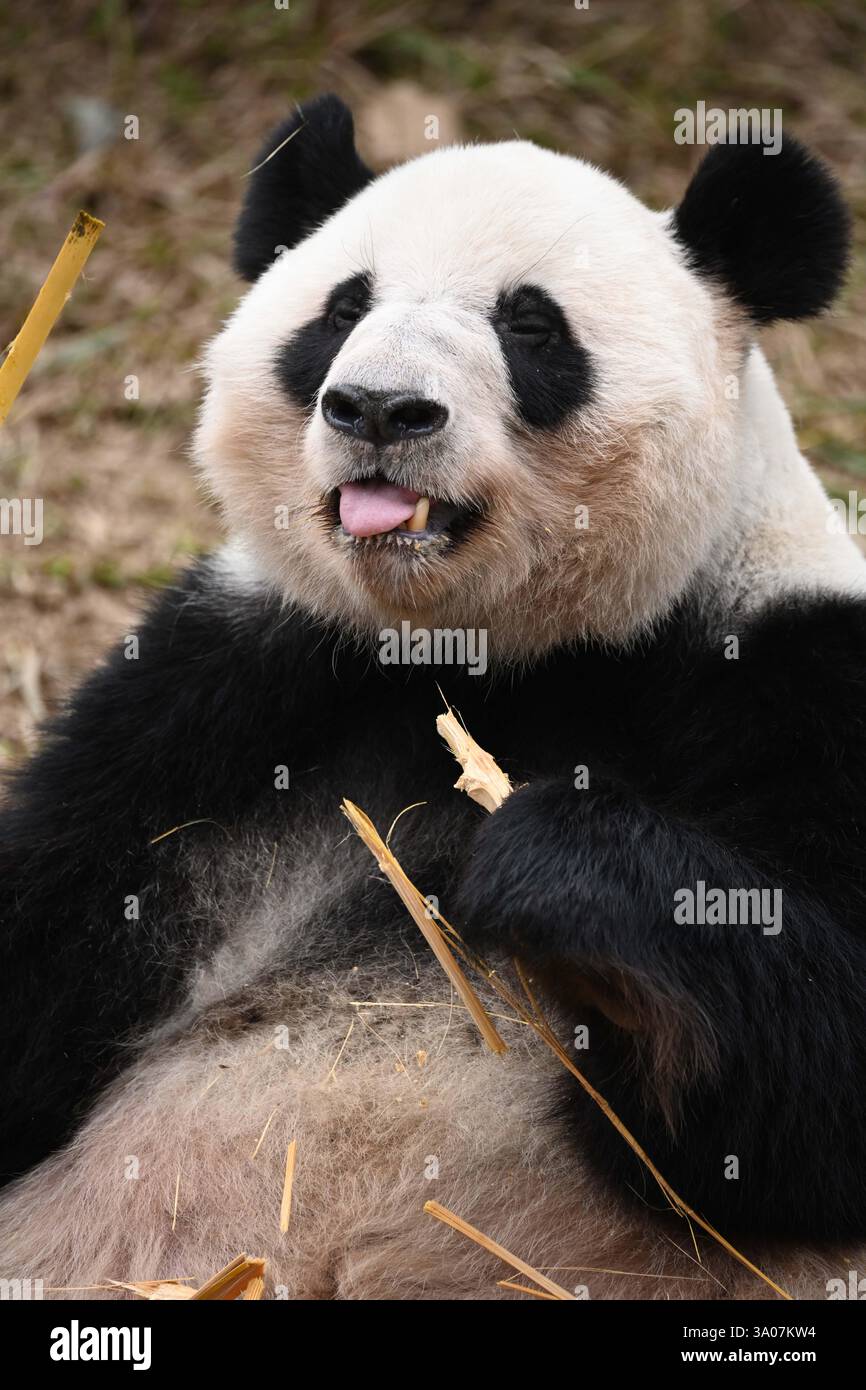 NANNING, CHINA - MARCH 2, 2025 - Giant panda Ji LAN gnaws on bamboo at ...