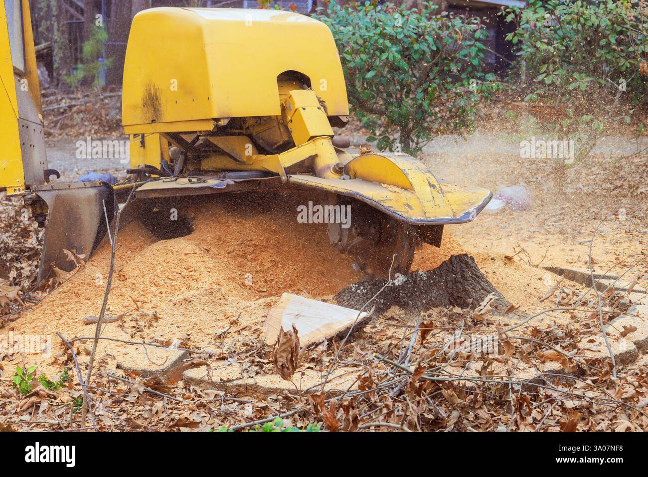 Tree stump grinding machine removes stump in forest, sending wood chips ...