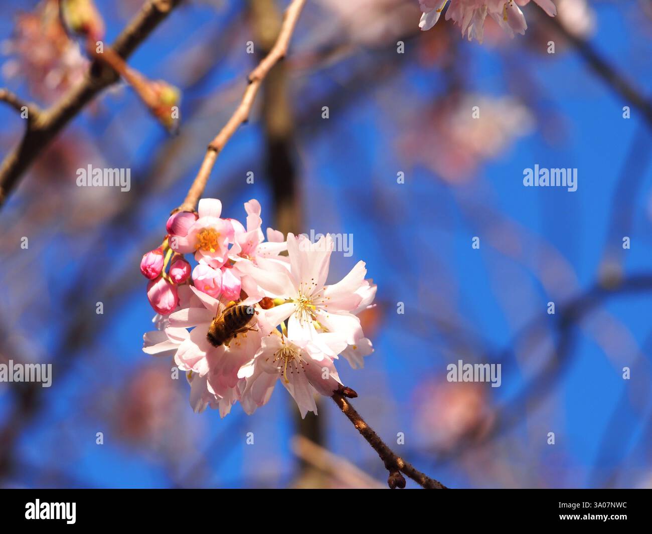 Close-up of an European honey bee (apis mellifera) on the blossom of ...