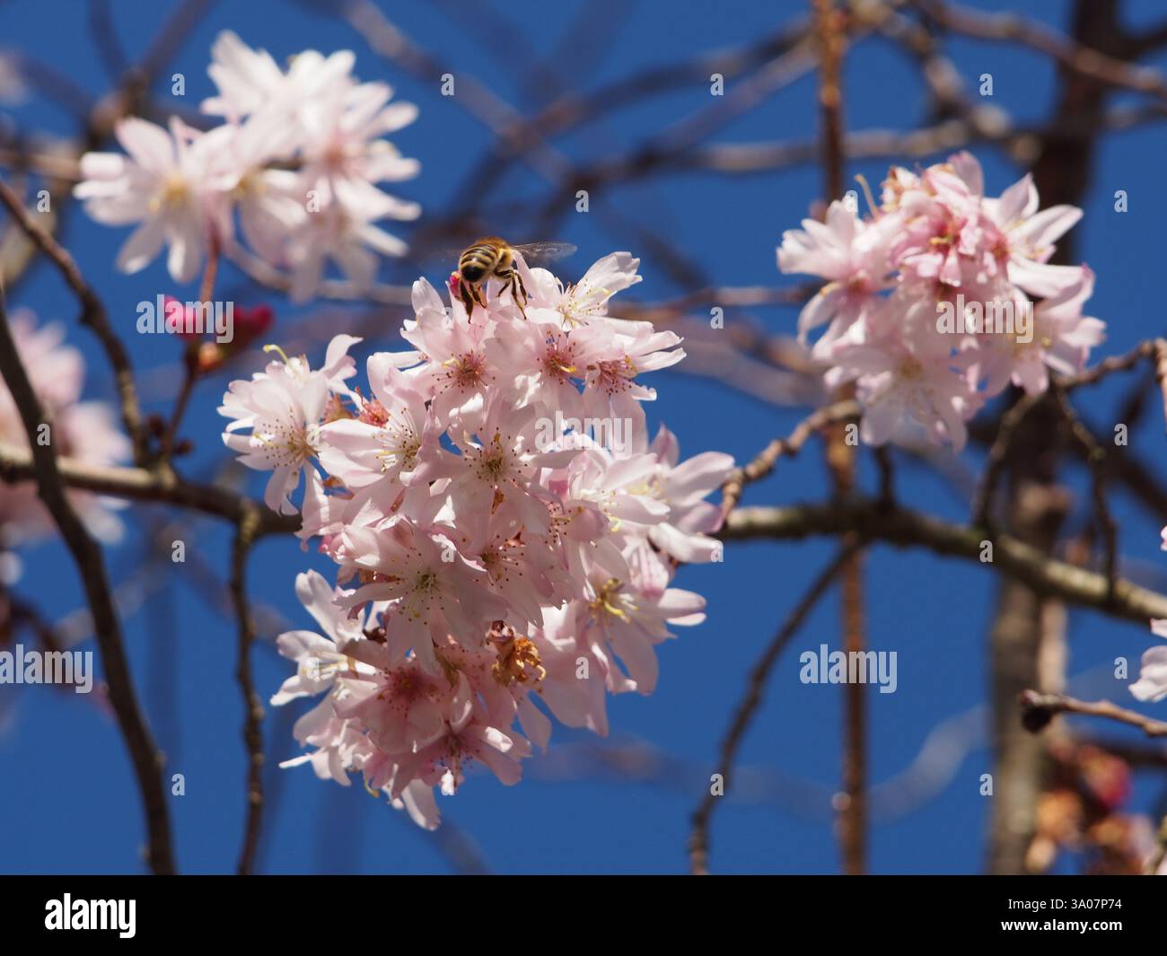 Close-up of an European honey bee (apis mellifera) approaching a ...