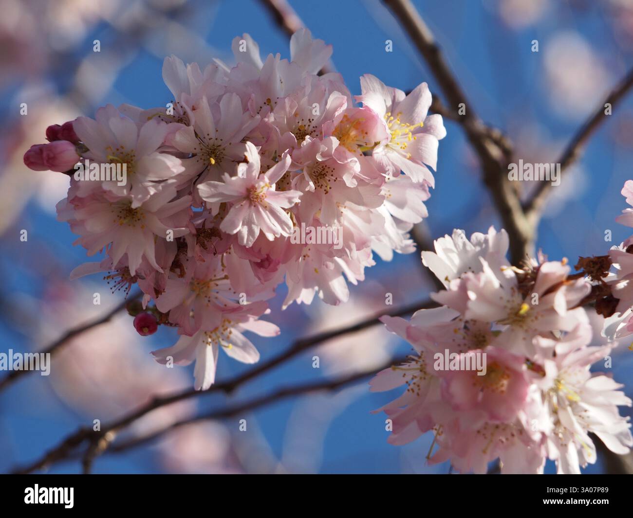An isolated cluster of blossoms and buds of the winter-flowering cherry ...