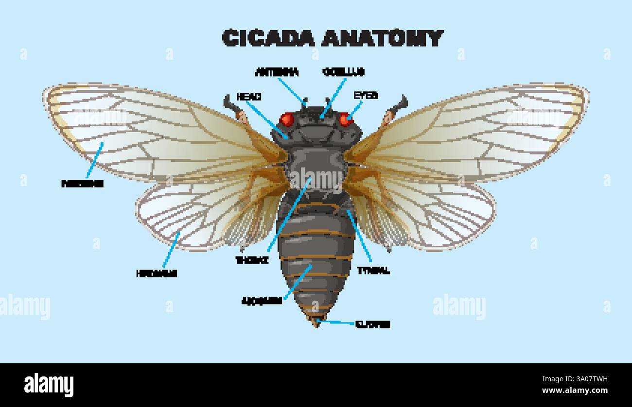 Labeled diagram showing parts of a cicada Stock Vector Image & Art - Alamy