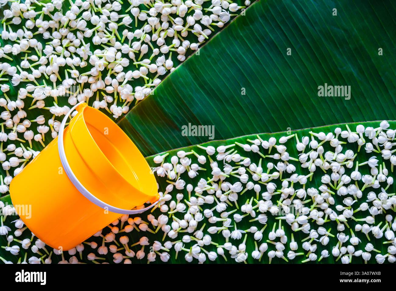 Yellow bucket puts on banana leaves background with jasmine for ...