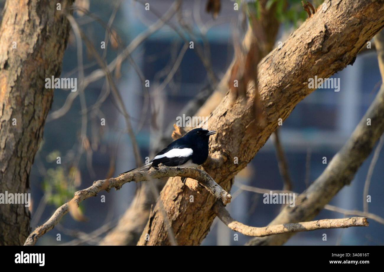 Siliguri, West Bengal, India. 3rd Mar, 2025. A Oriental Magpie Robin ...