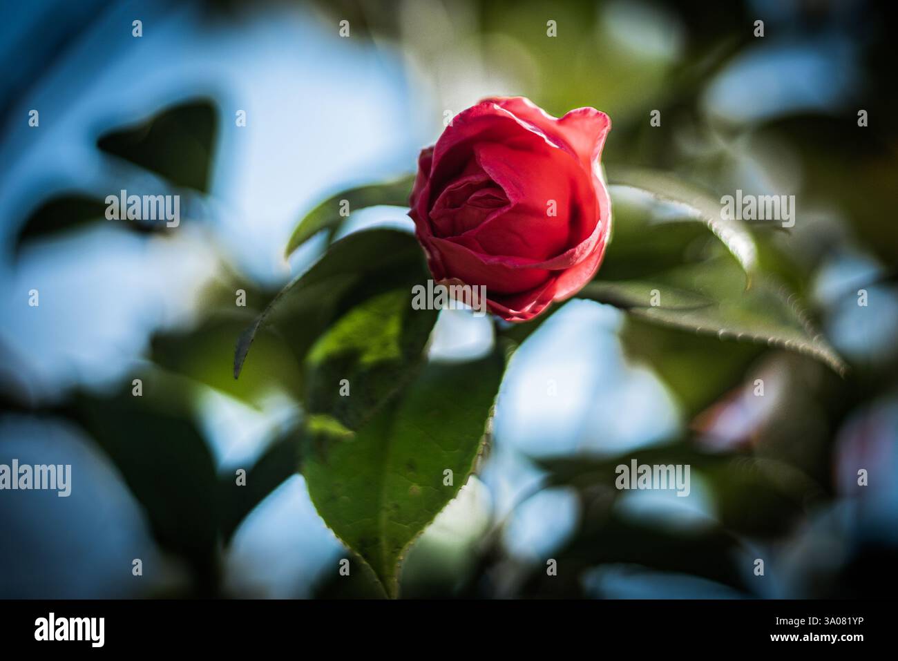 Delicate Rosebud in Soft Natural Light Stock Photo - Alamy