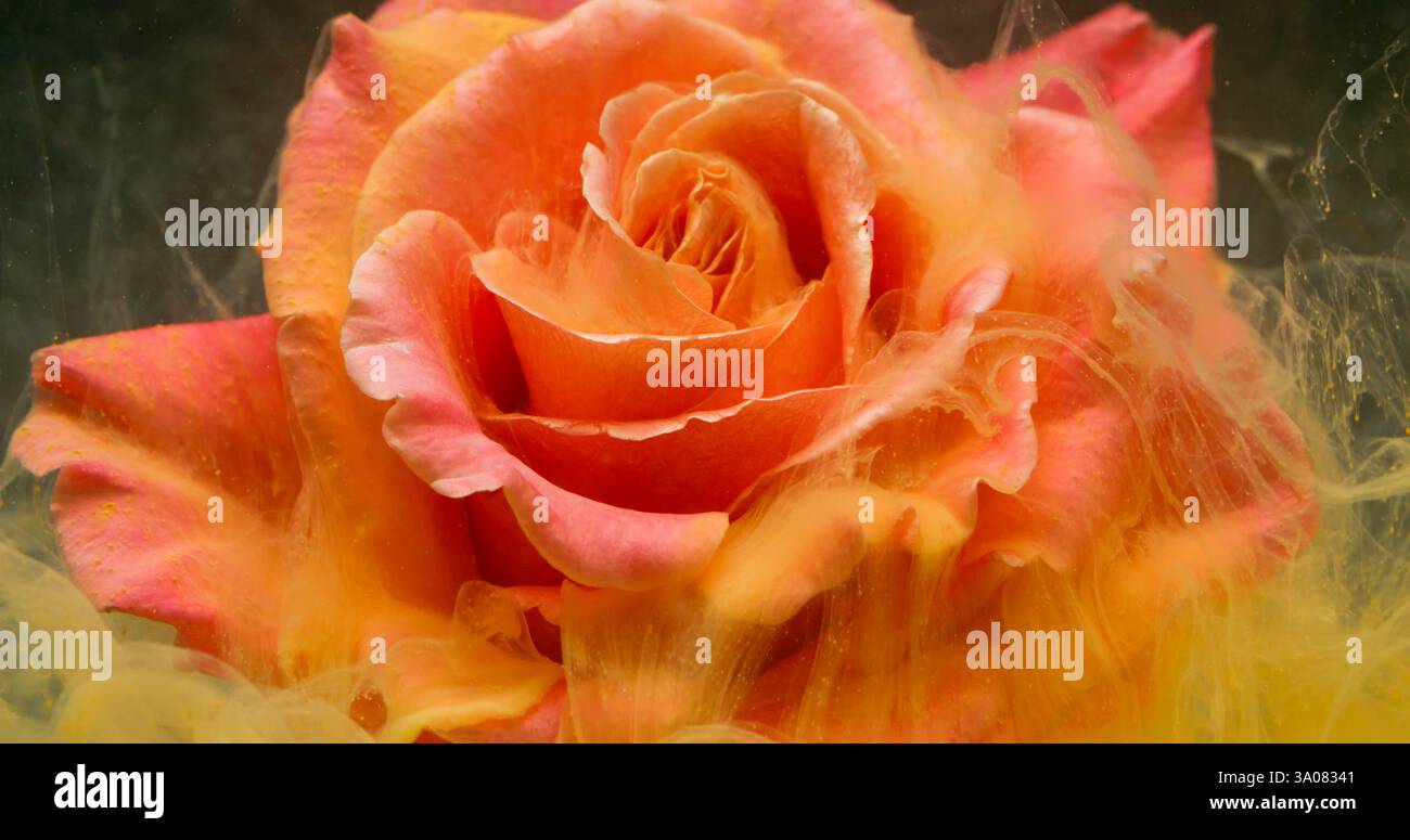 Mist rose. Flower steam paint. Defocused red pink golden color bloom ...