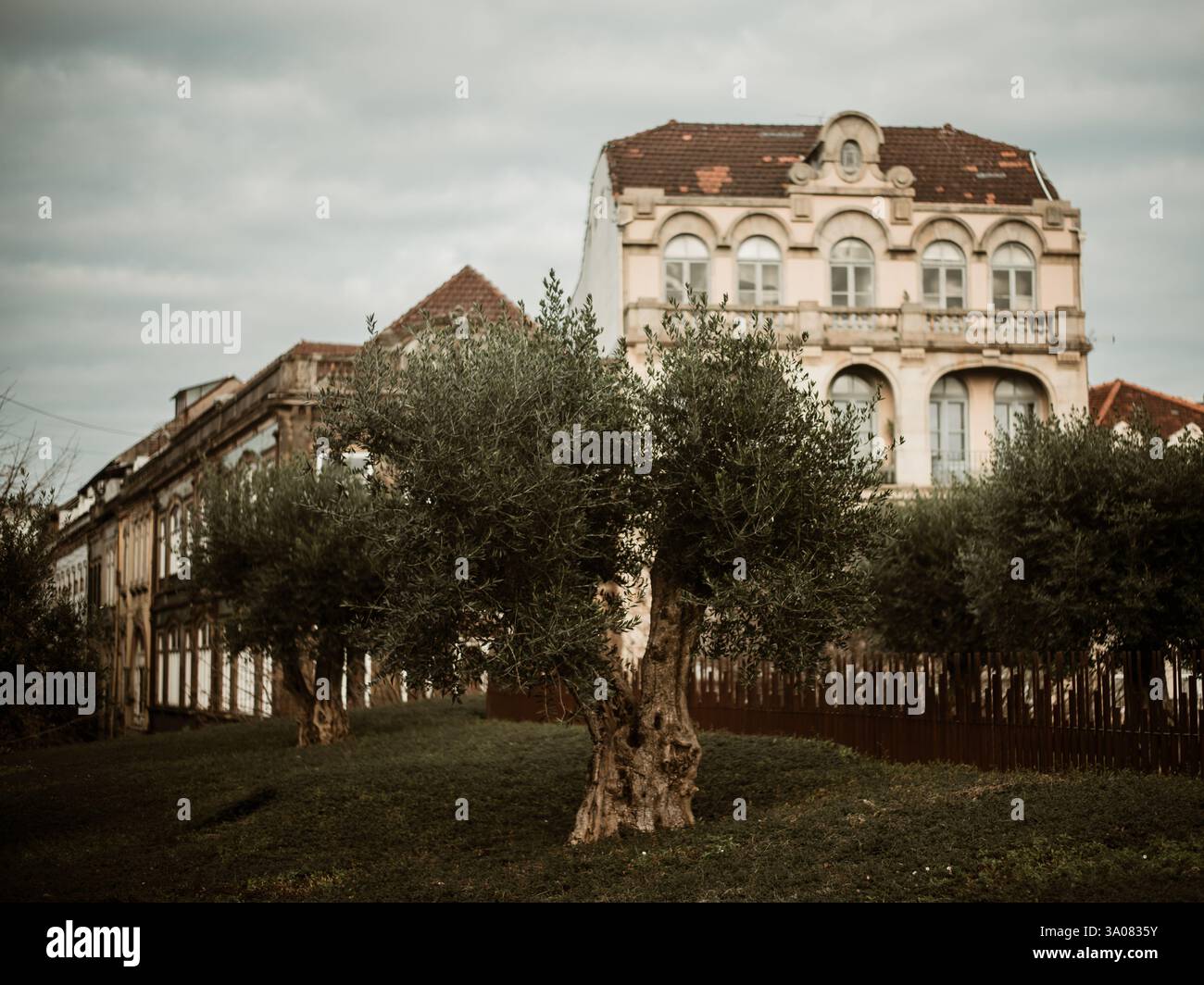 Ancient Olive Trees in Front of Historic Buildings in Porto, Portugal ...