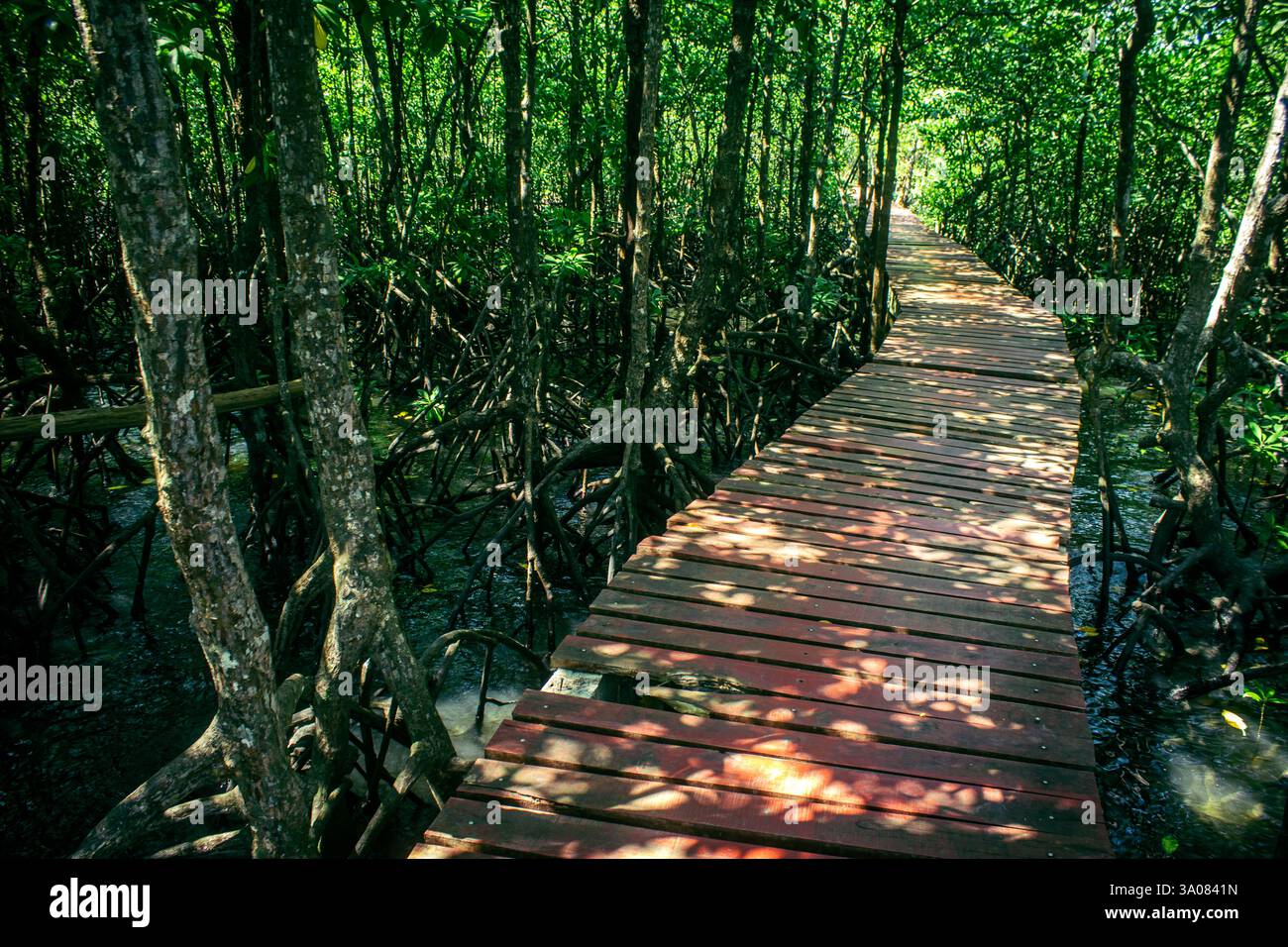 Koh Chang, Thailand, February 28, 2025 The Salakphet Mangrove Walk ...