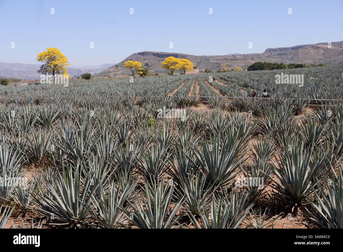 Tequila, Mexico. 01st Mar, 2025. General view of the agave landscape ...