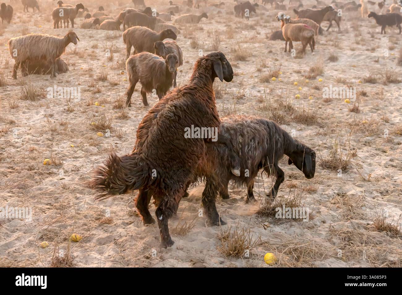 sheep mating in the field, flock of sheep in the farmland Stock Photo - Alamy