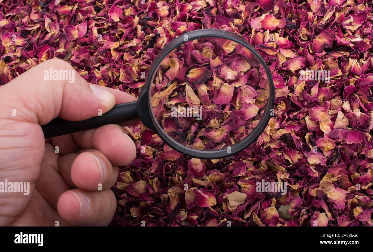 Magnifying glass in hand over dried rose petals Stock Photo - Alamy