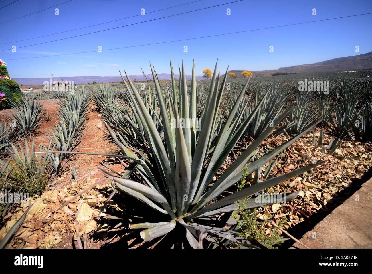 General view of the agave landscape and old industrial facilities of ...