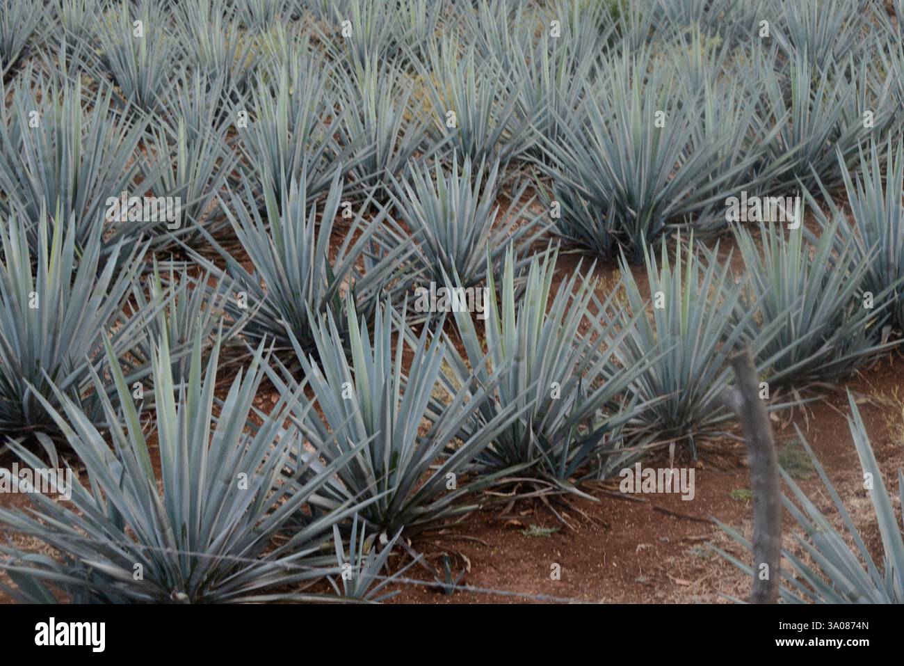 Tequila, Mexico. 01st Mar, 2025. General view of the agave landscape ...