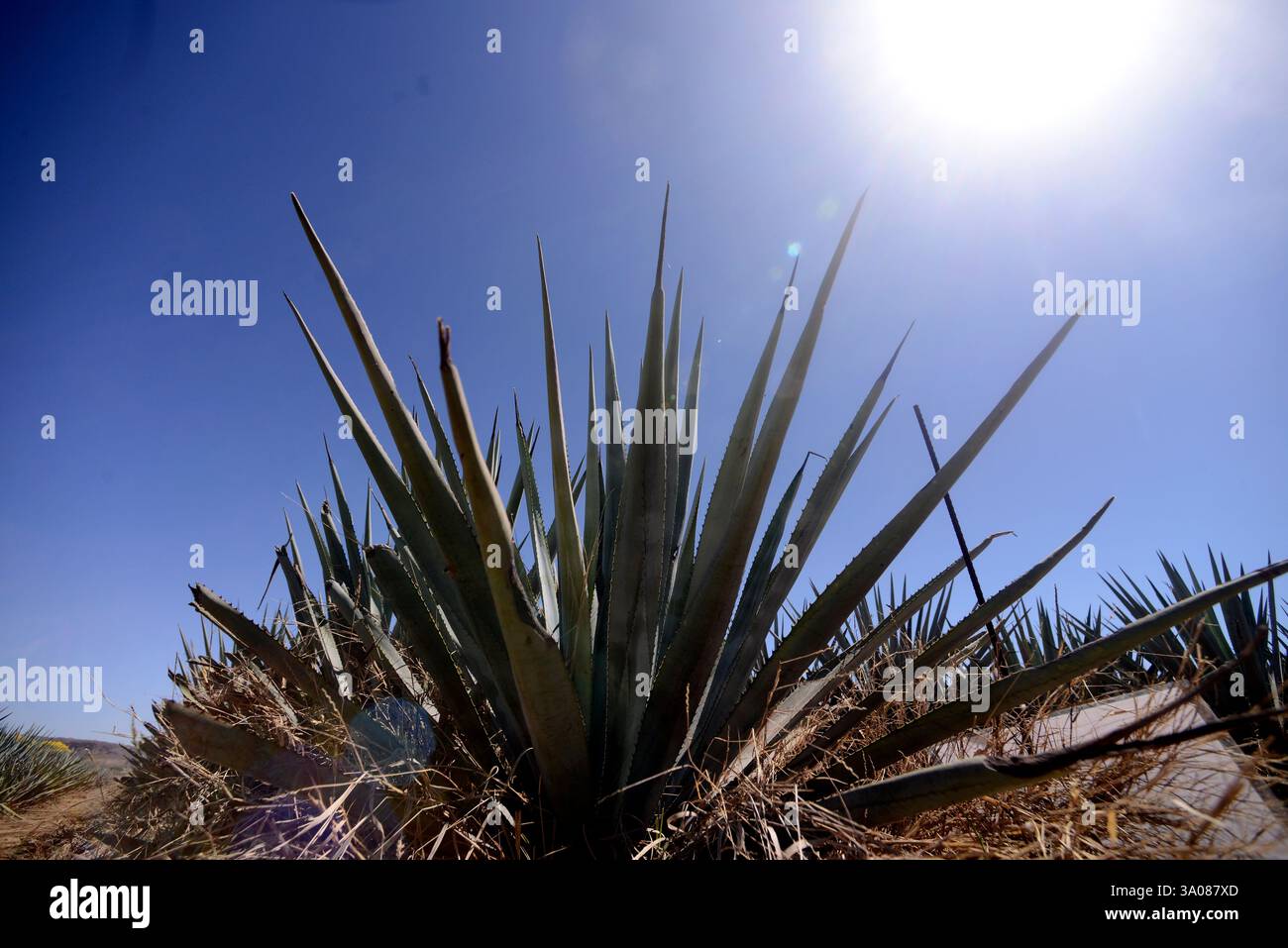 Tequila, Mexico. 01st Mar, 2025. General view of the agave landscape ...