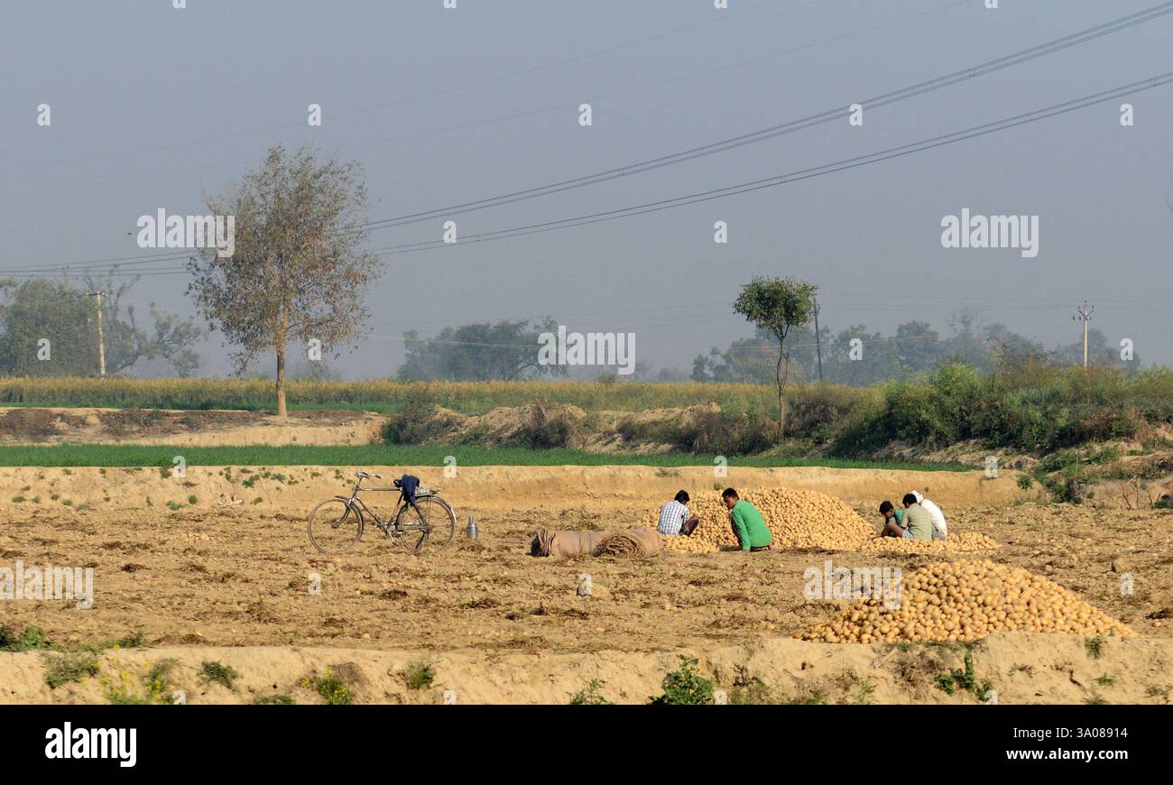 India potato farm hi-res stock photography and images - Alamy