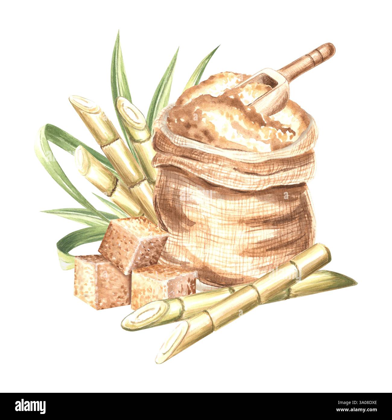 Jute sack with brown sugar and scoop. Cut sugar cane stalks with leaves ...