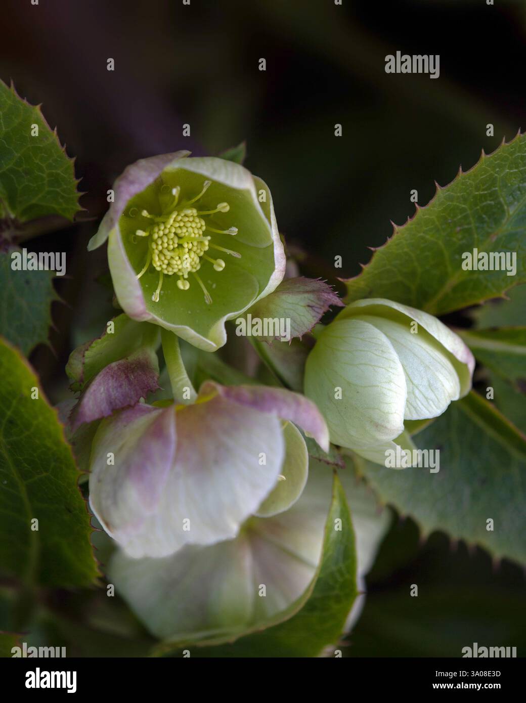 Closeup of flowers of hybrid Lenten rose (Helleborus × hybridus) in a ...