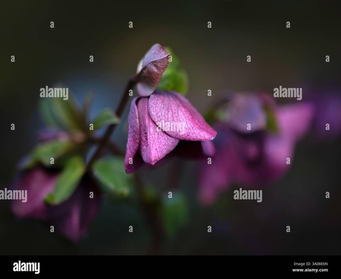 Closeup of flowers of hybrid Lenten rose (Helleborus × hybridus) in a ...