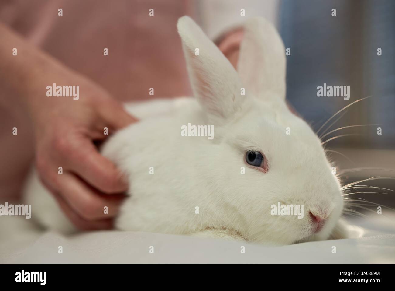 Image of white fluffy rabbit lying on examination table while ...