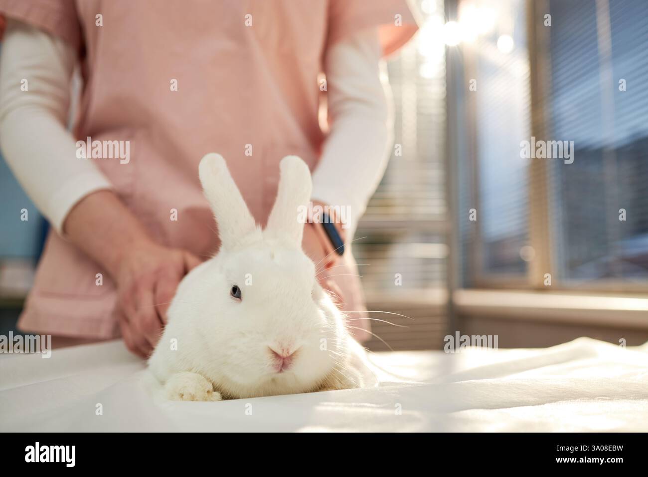Image of happy white rabbit lying on examination table while female ...