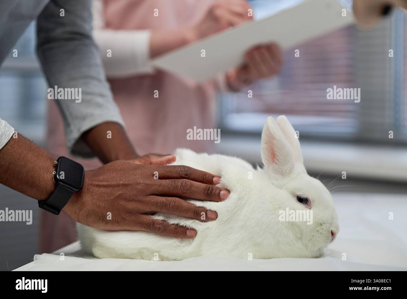 Side view of cute fluffy bunny sitting on examination table while Black ...