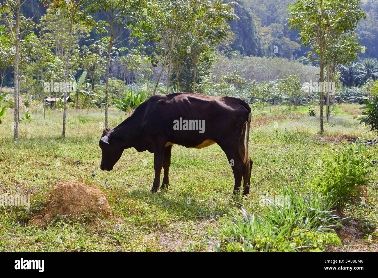 Black cow grazing on field Stock Photo - Alamy