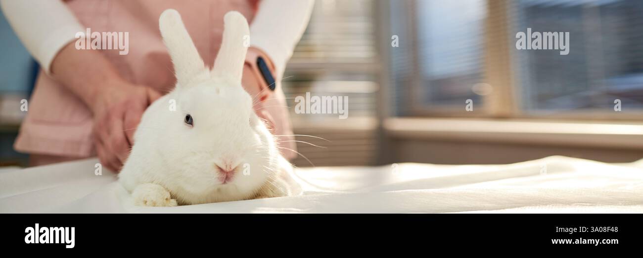 Website header shot of happy white rabbit lying on examination table ...