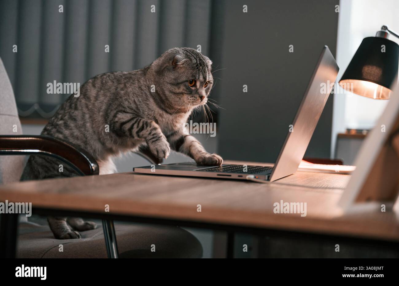 Using touchpad. Cute scottish fold cat is sitting by the table with ...