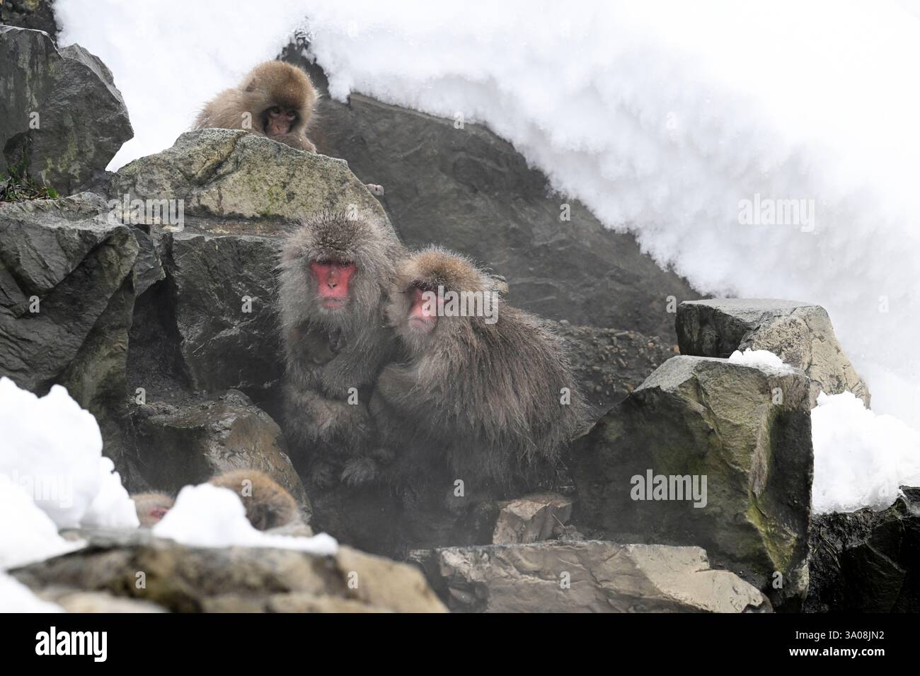 Japanese Macaque snow monkey at Jigokudani Monkey Park,Nagano,Japan ...
