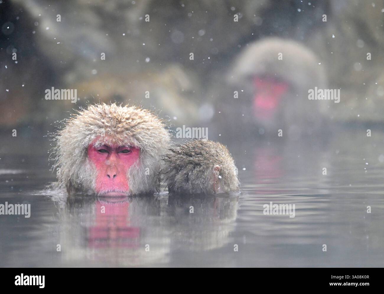 Japanese Macaque snow monkey at Jigokudani Monkey Park,Nagano,Japan ...