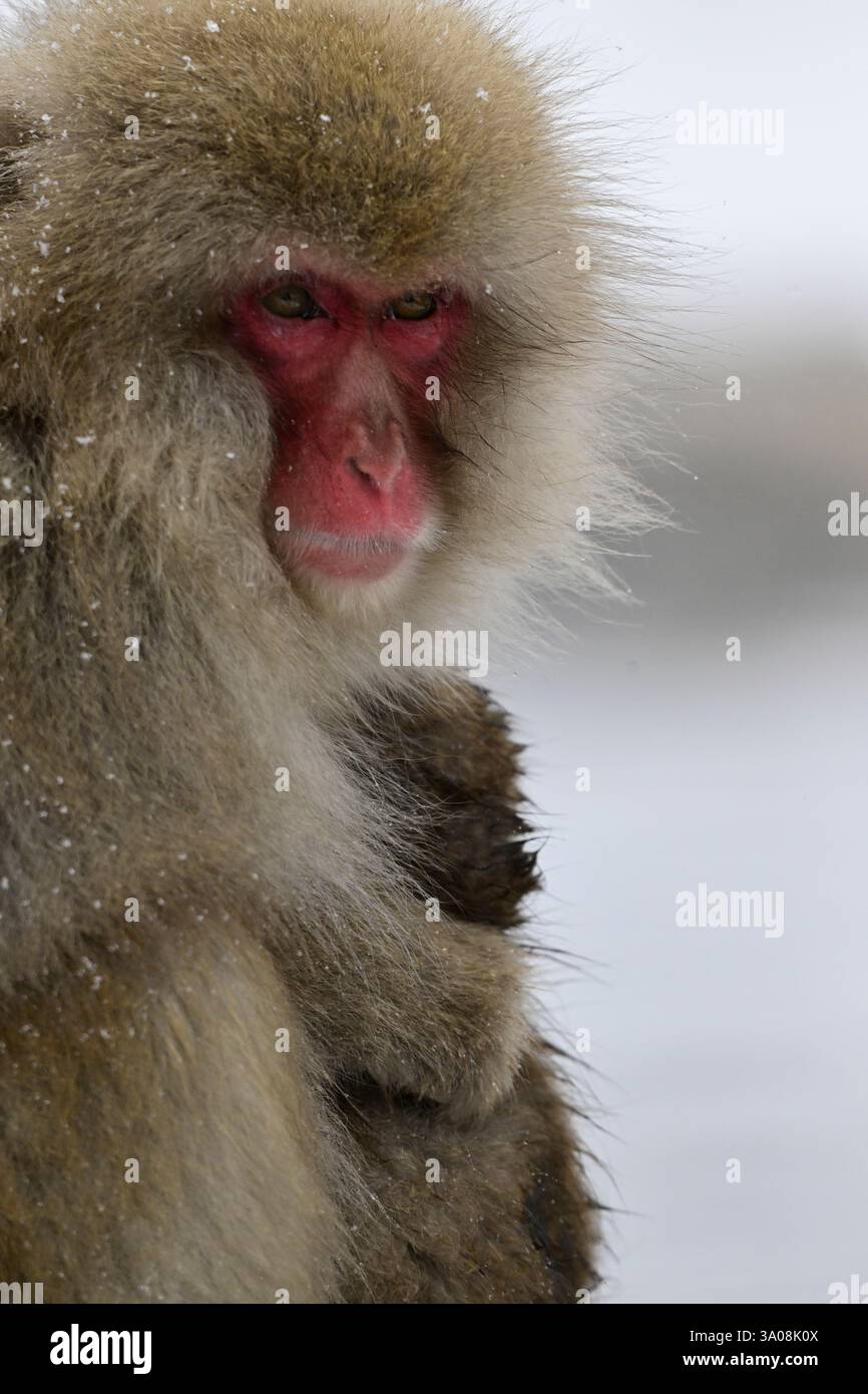 Japanese Macaque snow monkey at Jigokudani Monkey Park,Nagano,Japan ...