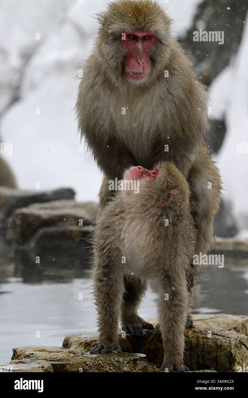 Japanese Macaque snow monkey at Jigokudani Monkey Park,Nagano,Japan ...