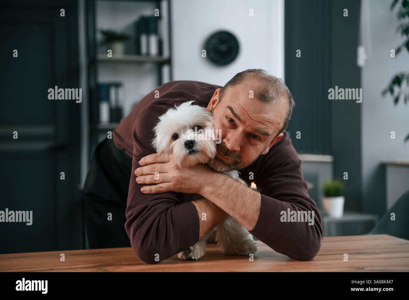 Man in casual clothes is indoors with his cute maltese dog Stock Photo ...