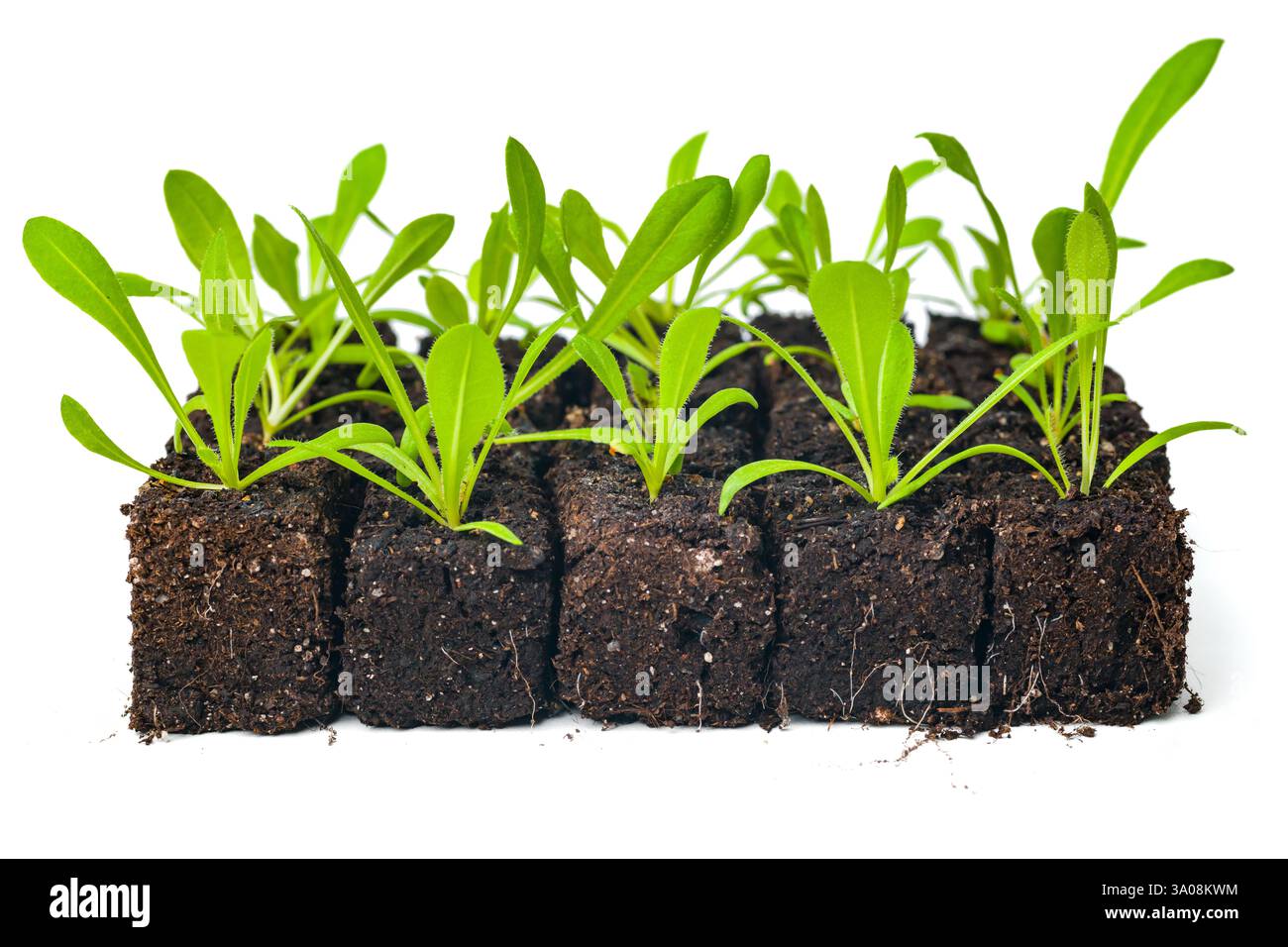 Growing statice flower seedlings in soil blocks. Air pruning means that ...