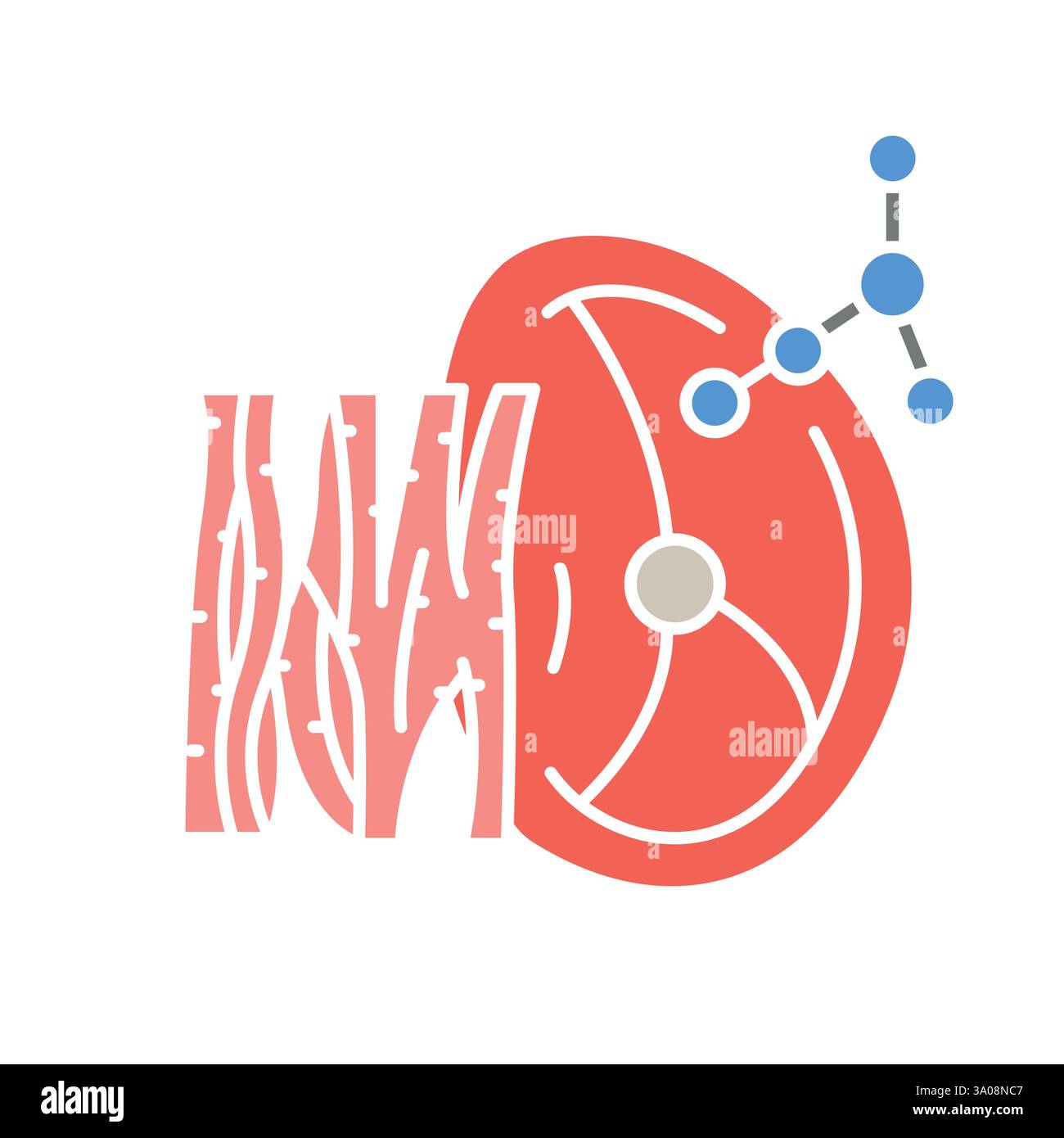 Muscle tissue culture Stock Vector Images - Alamy