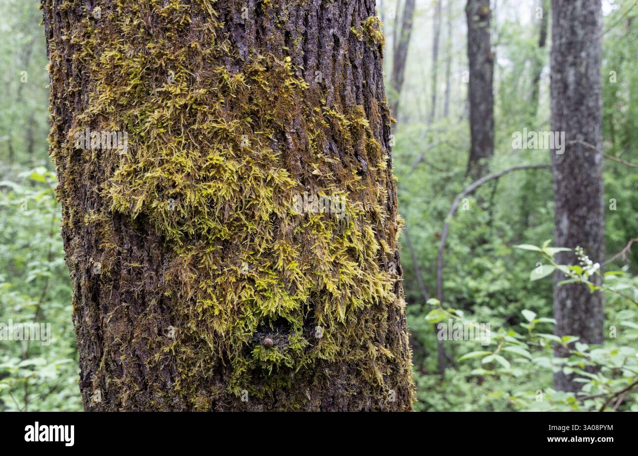 Brachythecium salebrosum green moss on hi-res stock photography and ...
