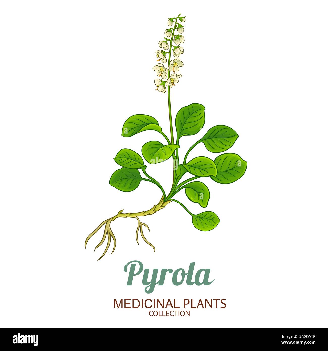 Pyrola Plant Colored Detailed Illustration Stock Vector Image & Art - Alamy