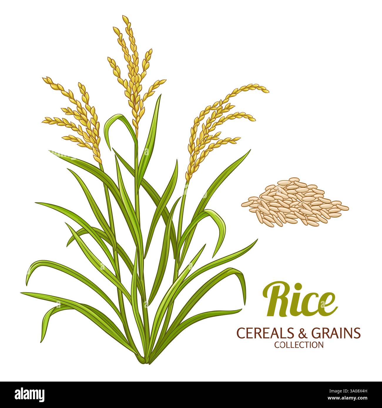 Rice Plant Colored Detailed Illustration Stock Vector Image & Art - Alamy