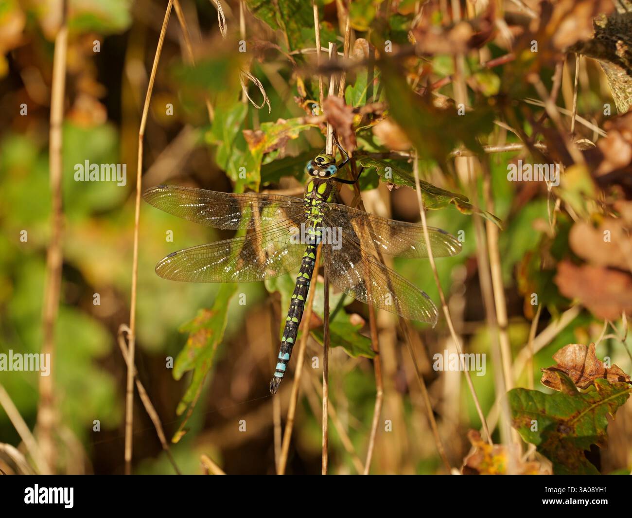 Southern Hawker dragonfly on a warm November day. The macro shot ...