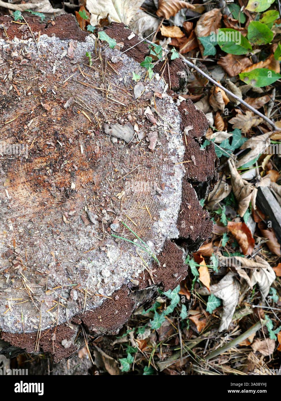 Tree stump rots in the forest. Microorganisms, insects and fungi are ...